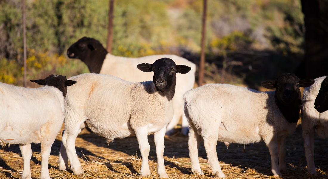 What is special about Karoo Lamb - Bay Meat Market