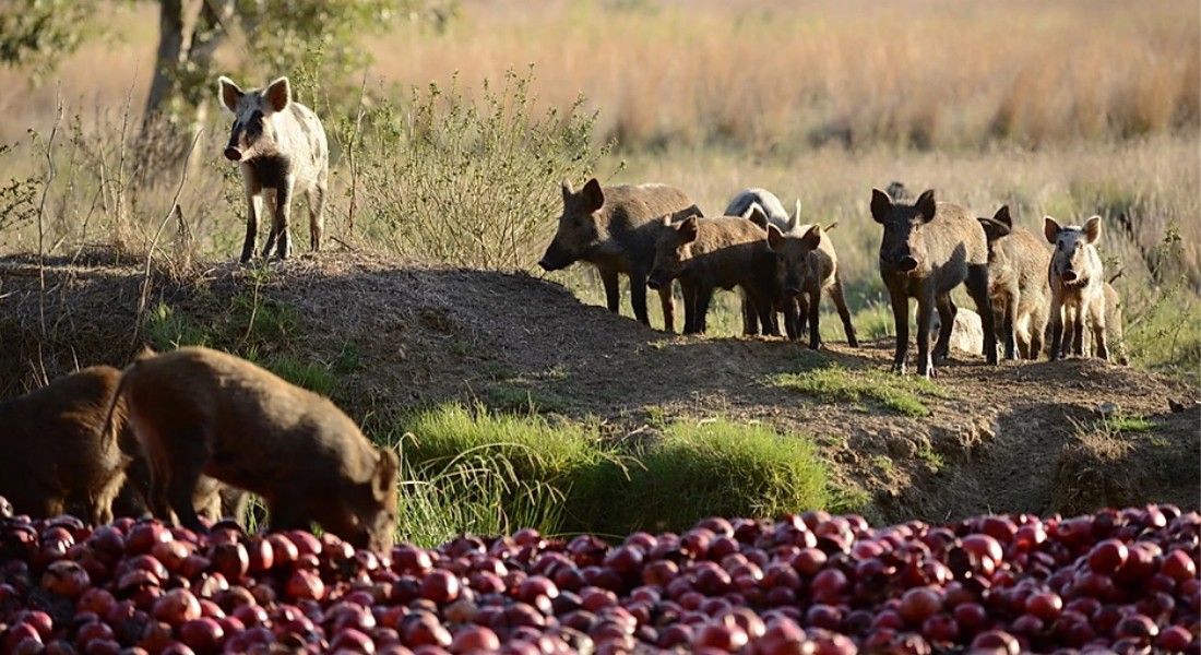 Bontebok Ridge Reserve - Free Range Wild Boar - Bay Meat Market