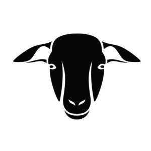 Skaap kop - Sheep Head - Bay Meat Market