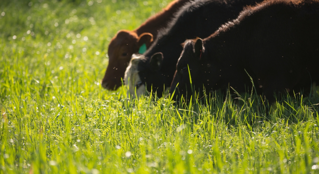 Springbok Neck Stew - Bay Meat Market